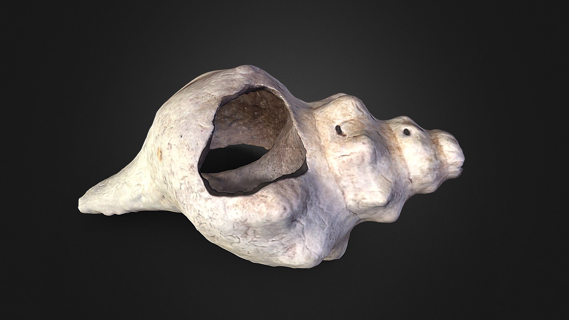 Caribbean conch - 3D model by Peten_Itza_Project [2003260] - Sketchfab