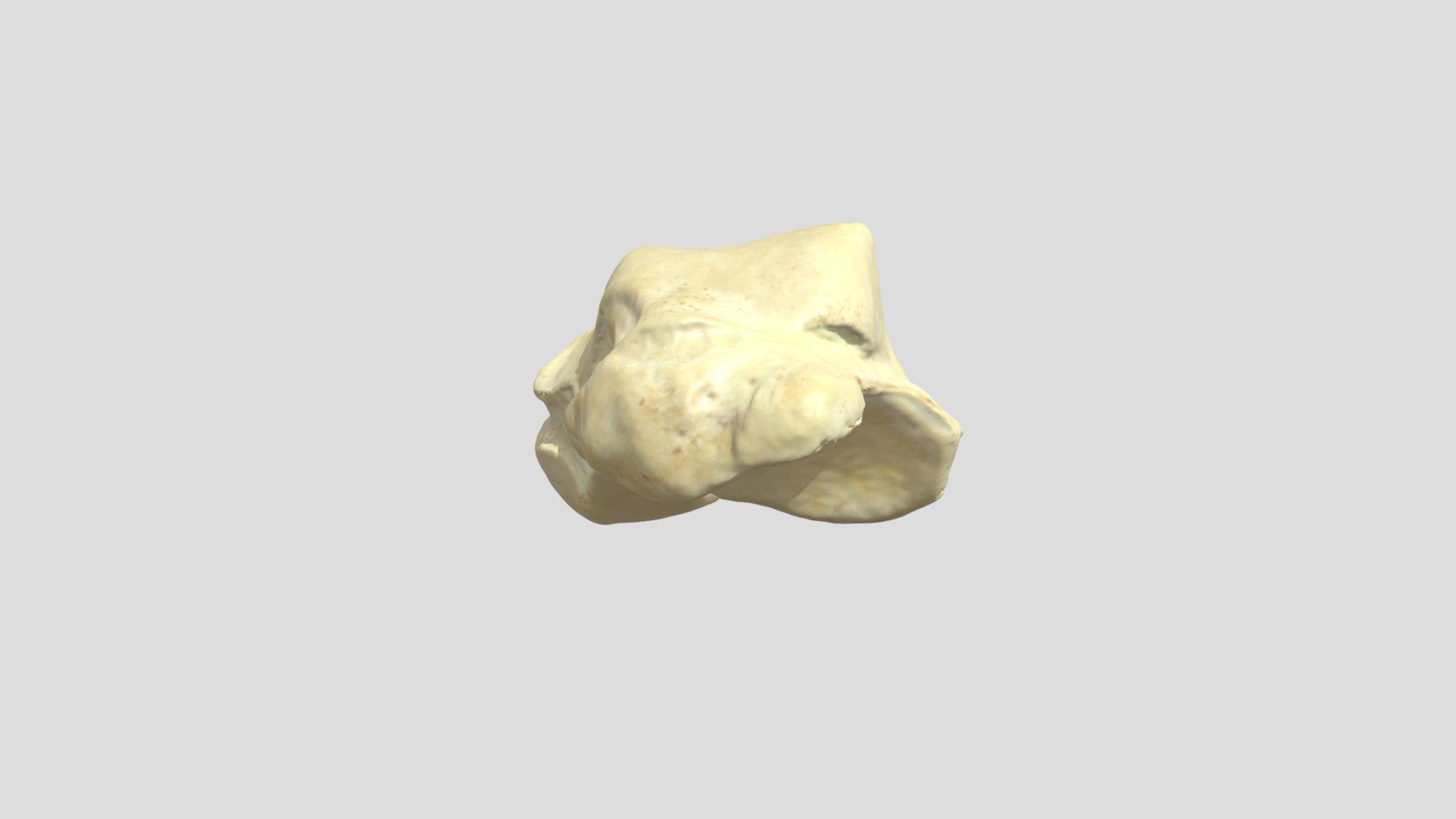 Os talus R - leeg - 3D model by Universiteit Antwerpen (@marjanmaldoy ...