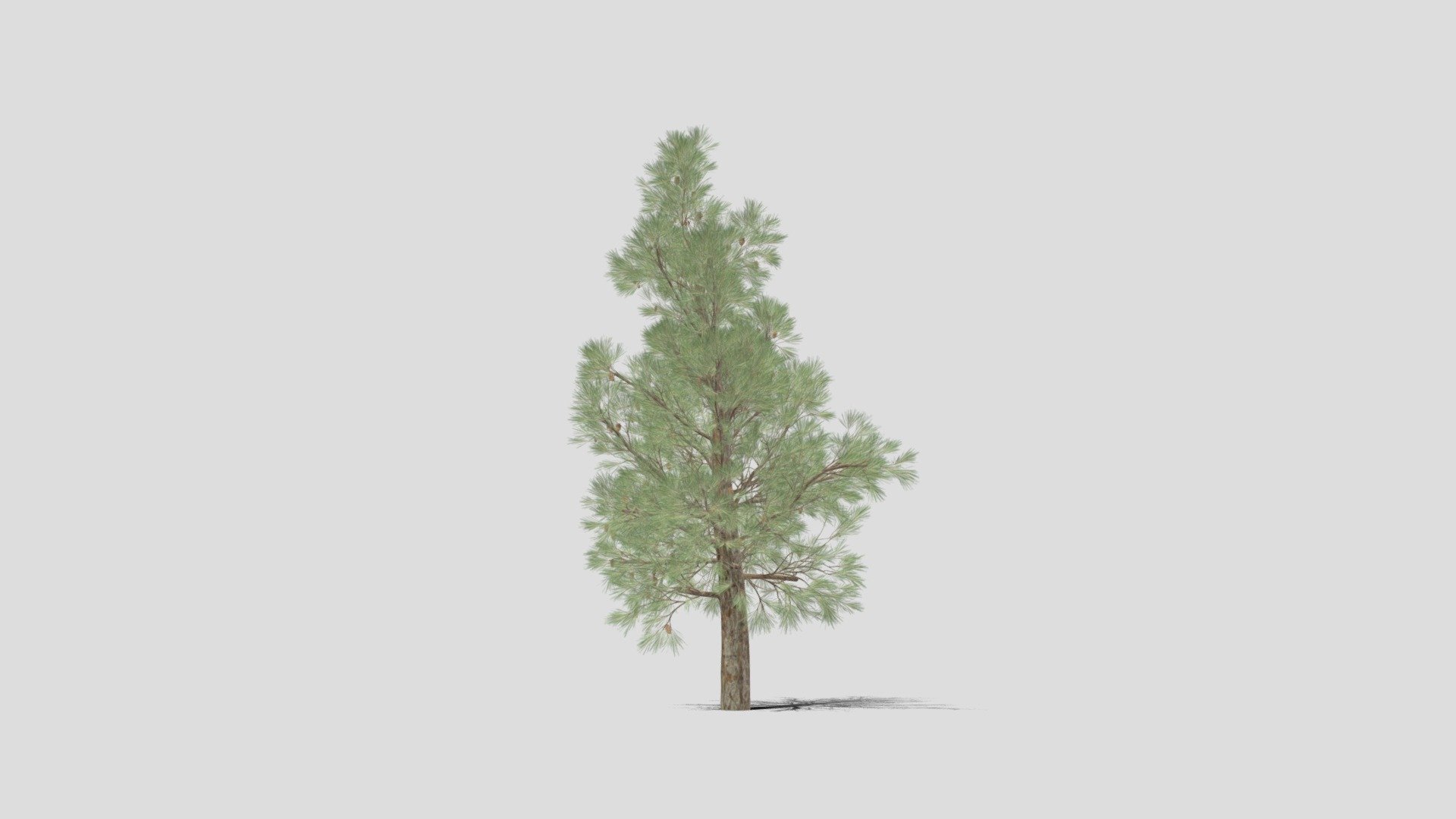 Pine Eastern White Sapling- 07 - Download Free 3D model by ASMA3D ...