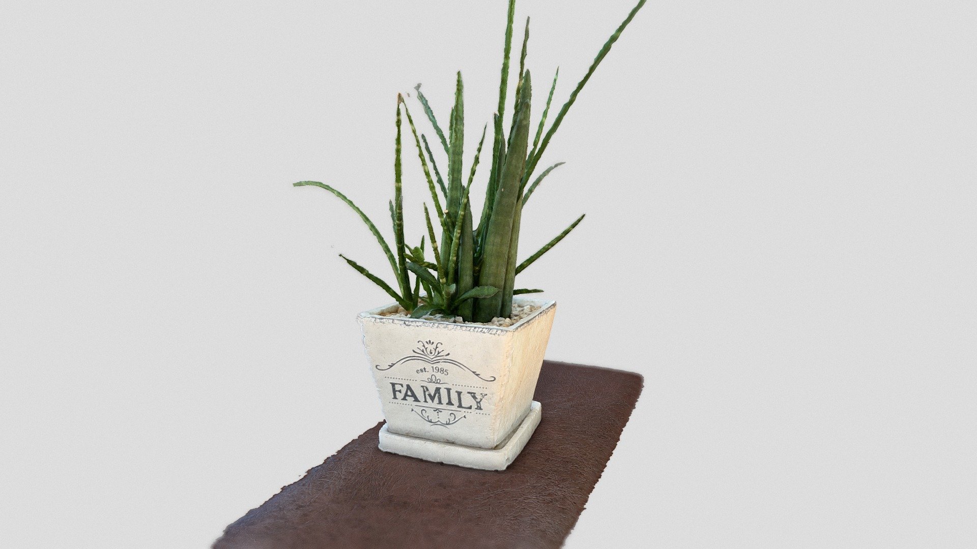 Snake Plant - Download Free 3D model by catiav6 [201526f] - Sketchfab