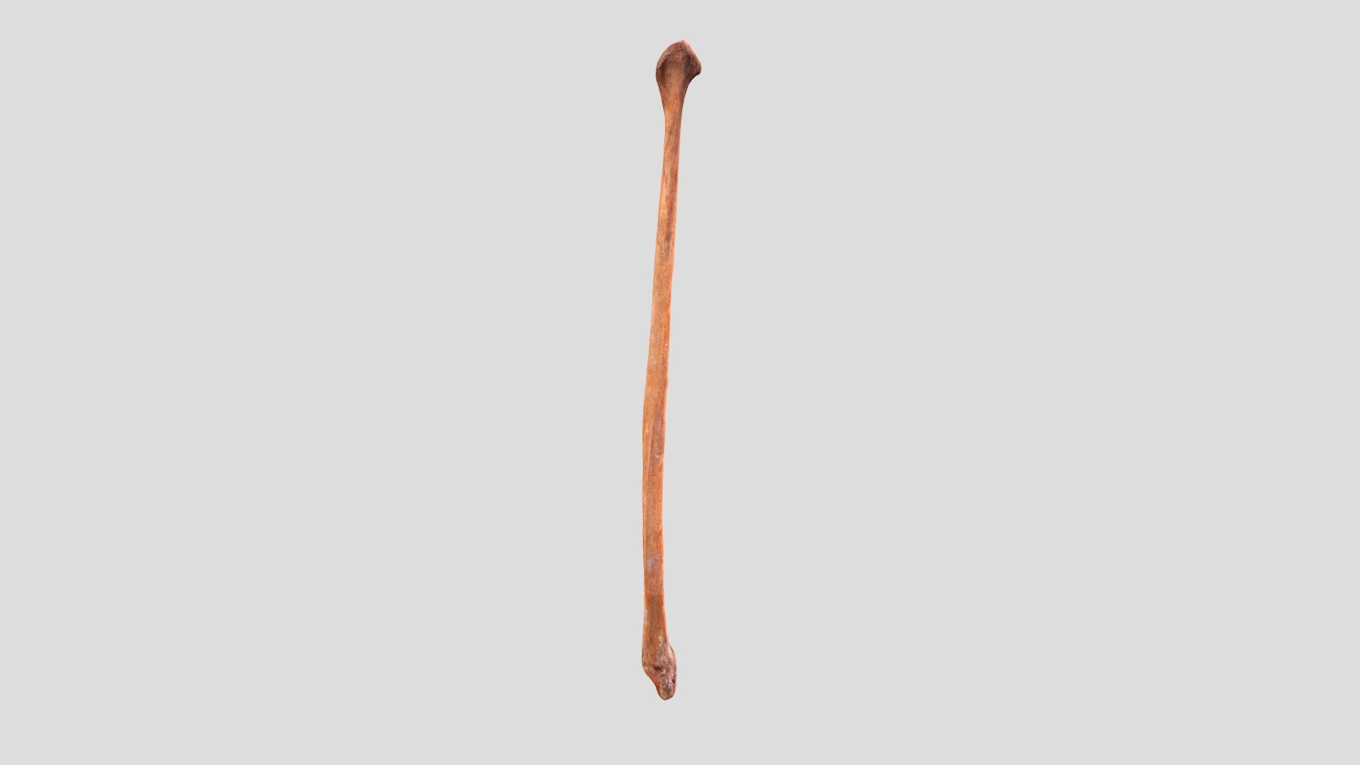 fibula dextra - 3D model by kucharm [201677b] - Sketchfab