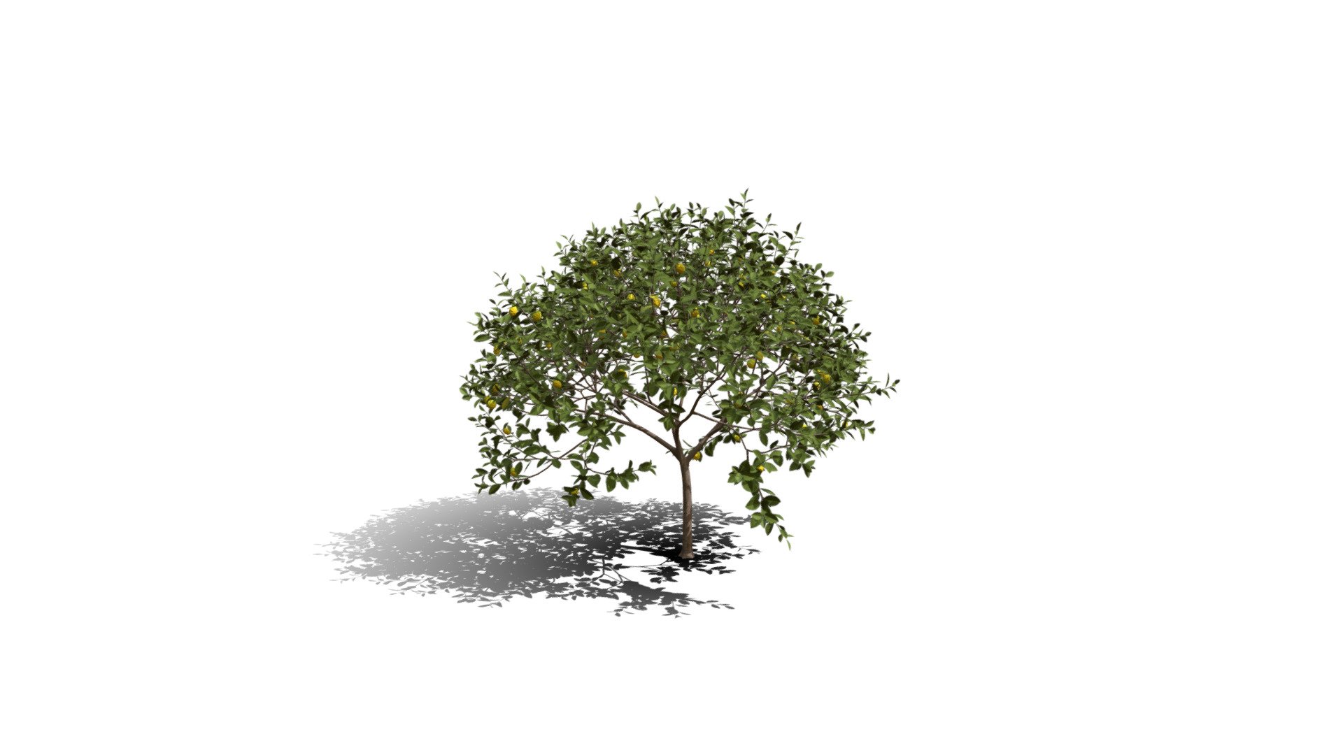 Realistic HD Lemon tree (11/30) - Download Free 3D model by ...