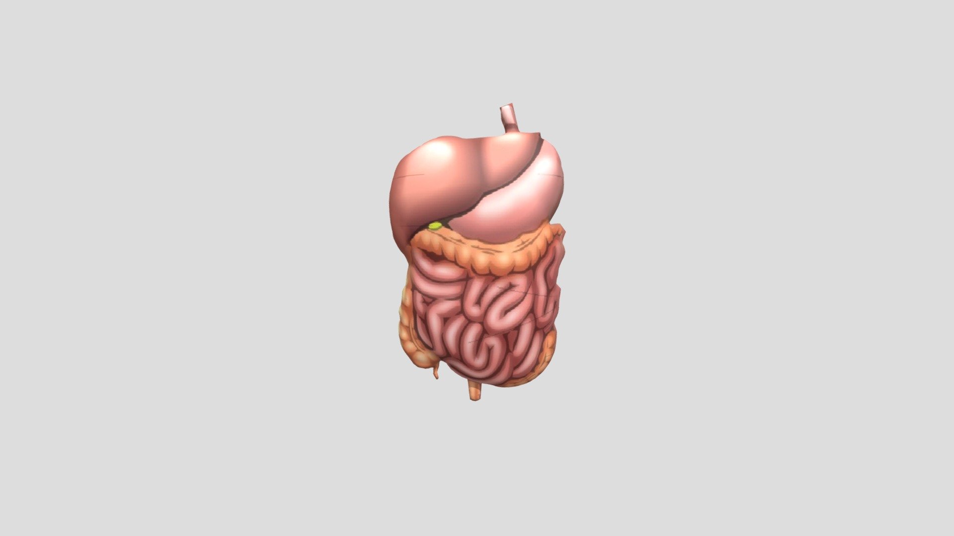 Organ tes - 3D model by annisaamalia [2019d99] - Sketchfab