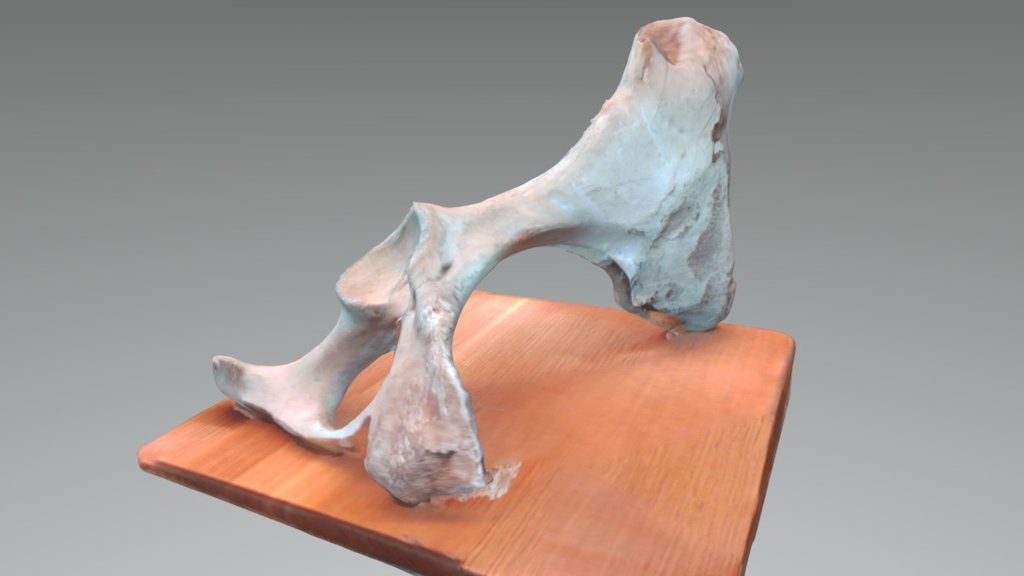 weird bone - Download Free 3D model by robstoll [201c9a3] - Sketchfab