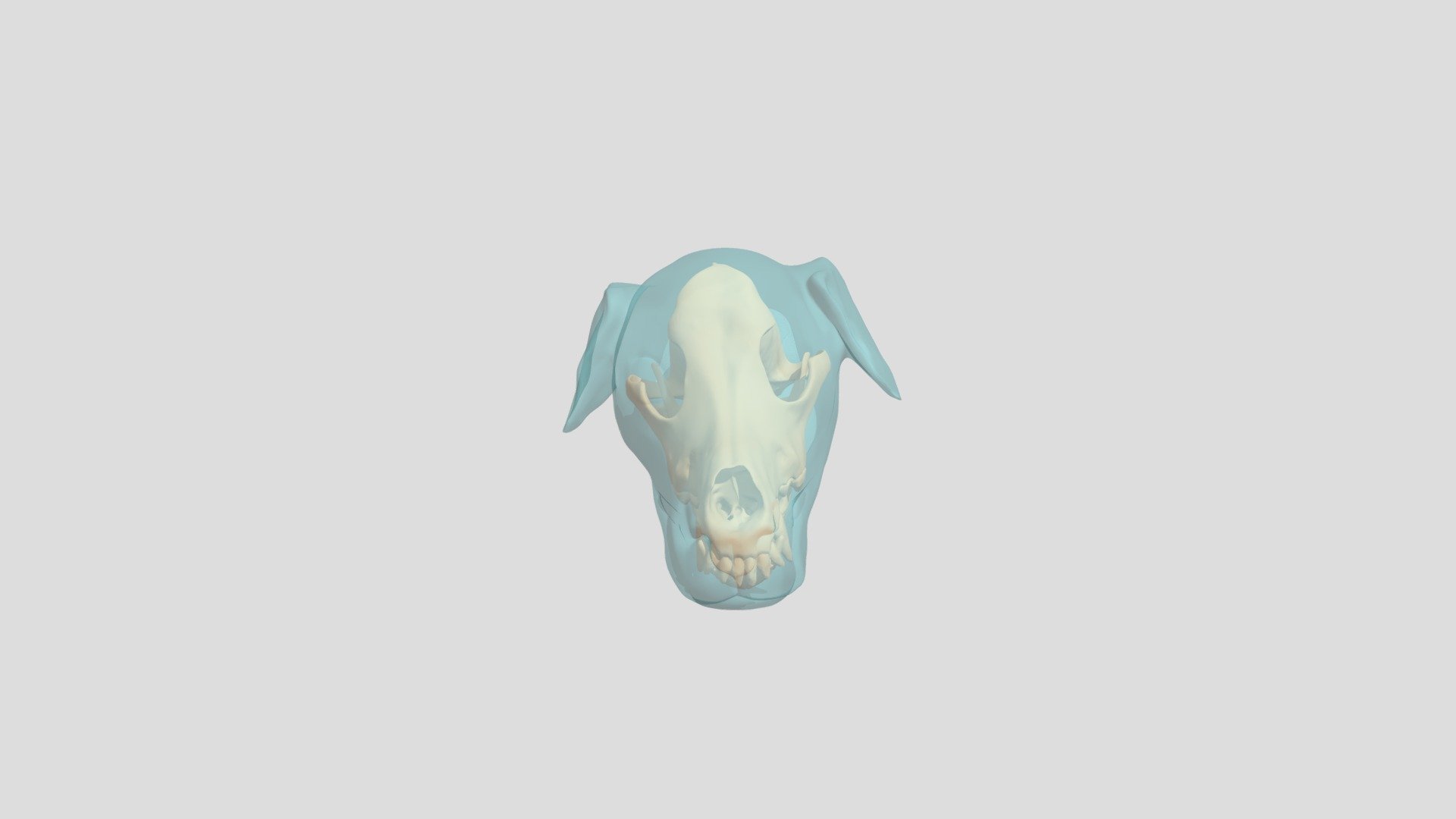 Canine Skull Anatomy - Superior View - 3D model by AUmedart [201e368 ...