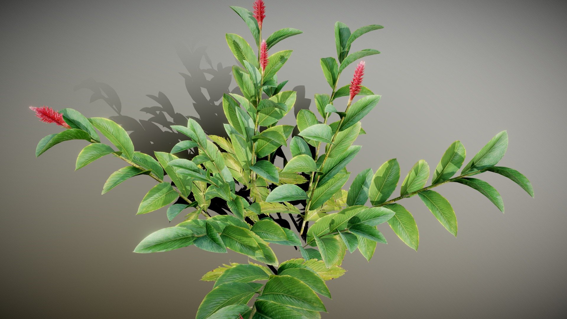 Red Ginger Plant - Buy Royalty Free 3D model by Paul (@nathan.d1563 ...