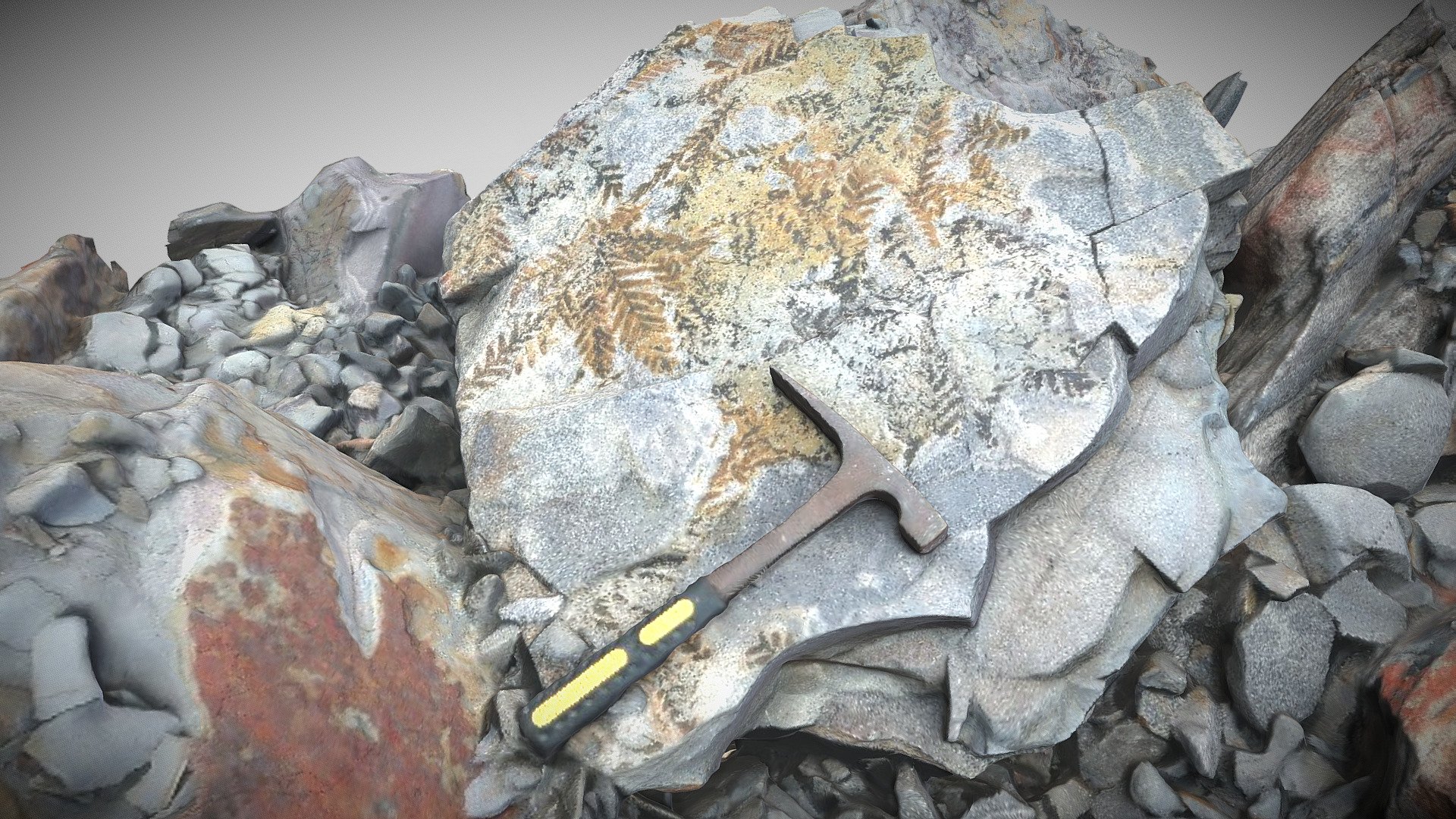 Triassic plant fossil - 3D model by UQ School of the Environment (@UQ ...