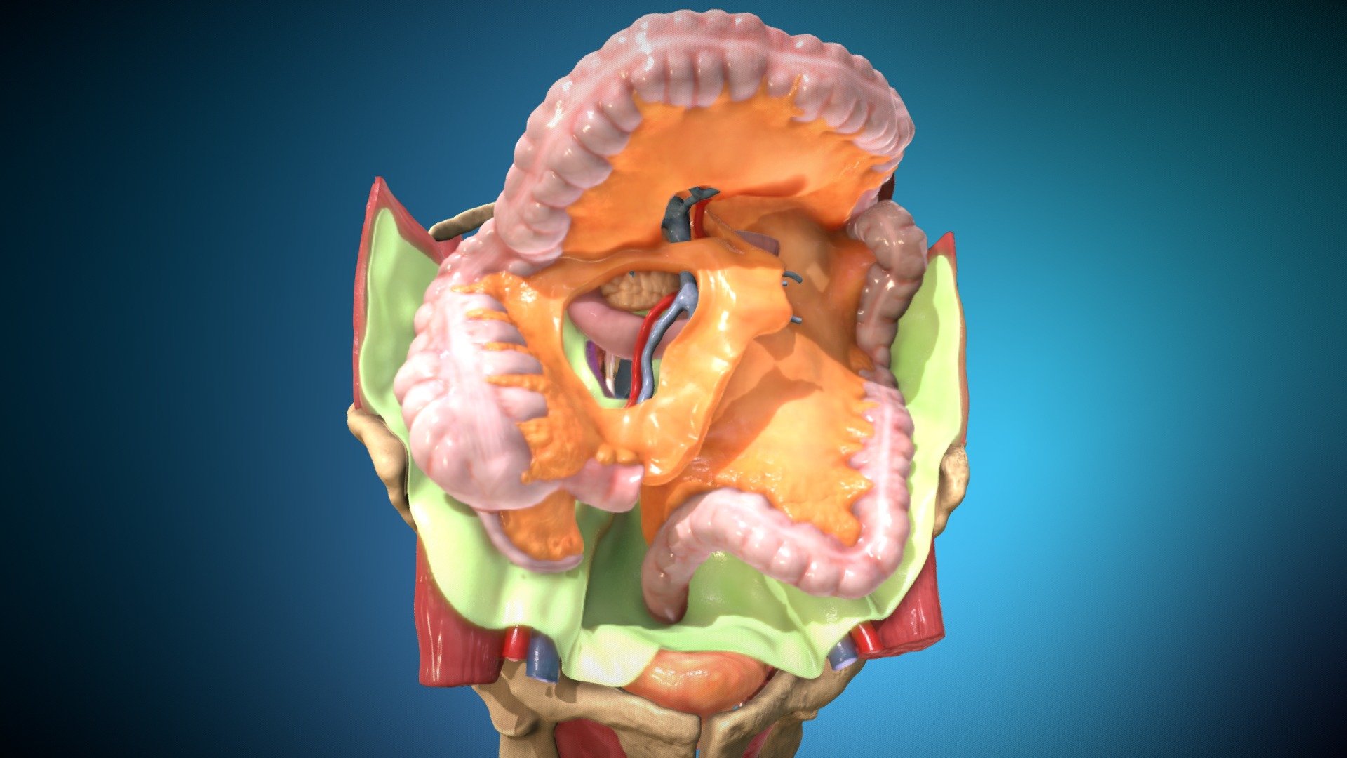 Right colon fascia - 3D model by jordanfletcher [20366a1] - Sketchfab