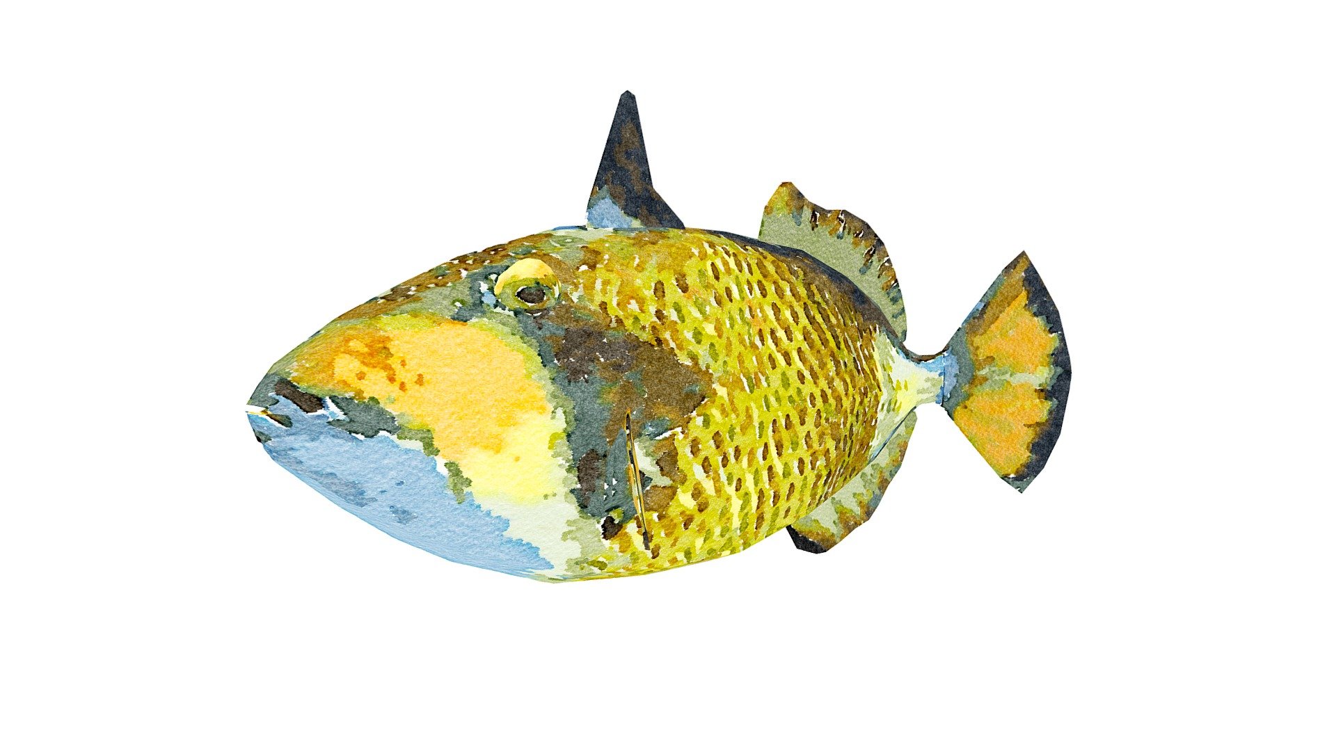 Titan Triggerfish Illustration - 3D model by josluat91 [2038e48] - Sketchfab
