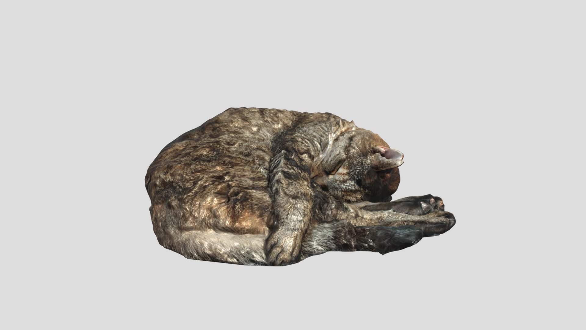 Sleeping Cat - Download Free 3D model by Lenna00 [2043bf3] - Sketchfab