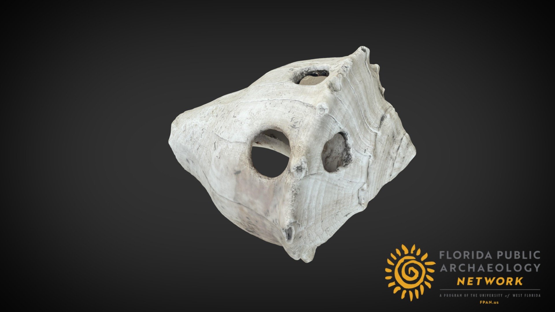 Shell Axe - 3D model by Florida Public Archaeology Network (@fpan ...