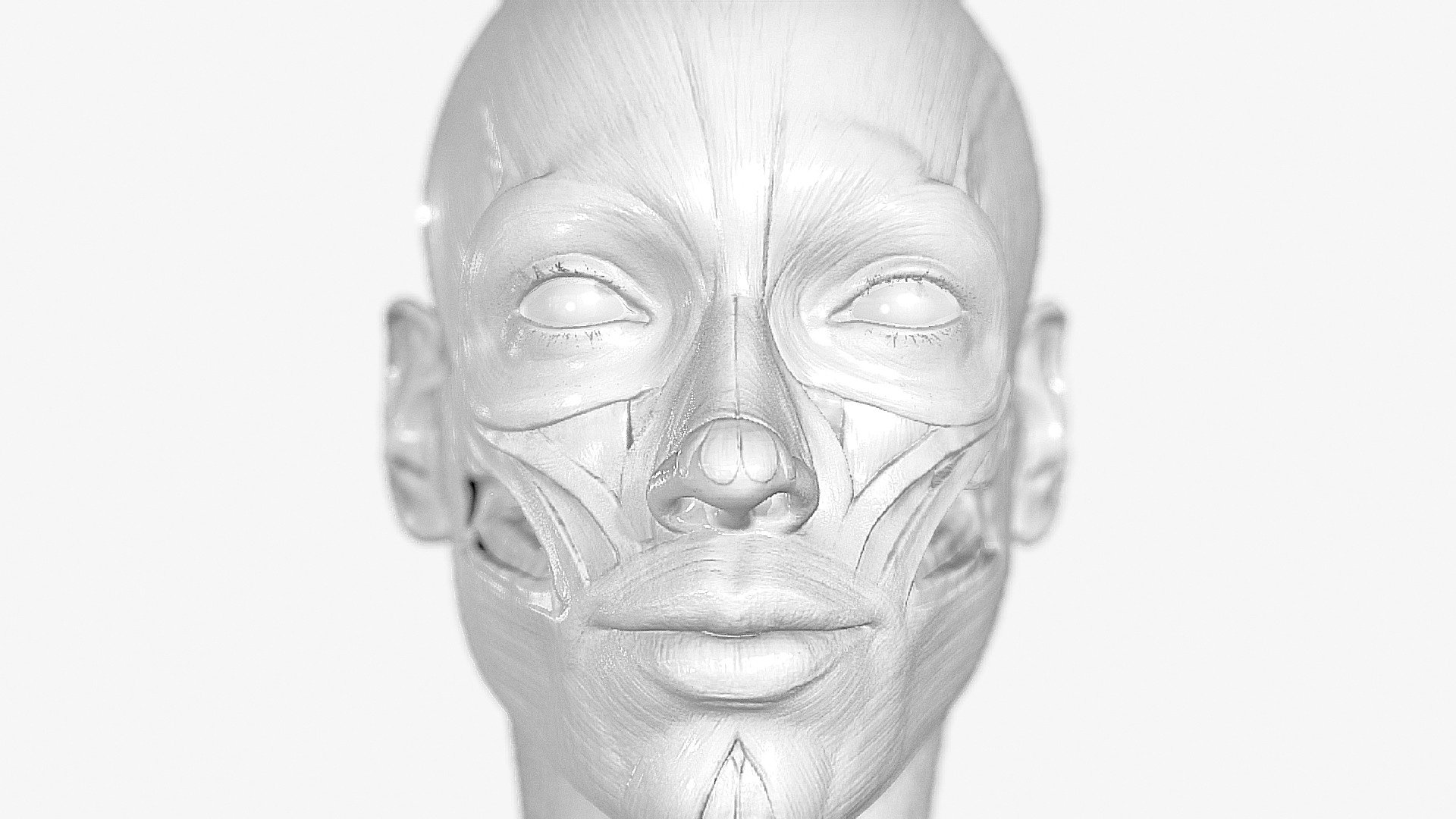 Facial ecorche - 3D model by Celia Pedrera Flores (@Celia_Pedrera ...