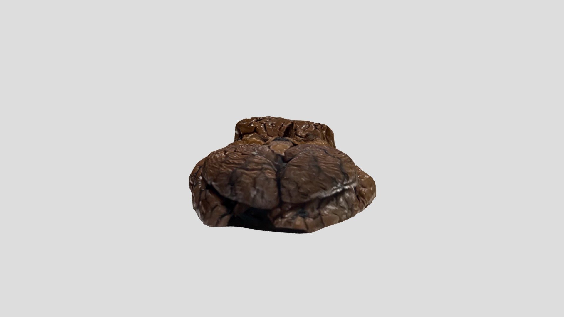 BRAIN, BRAIN STEAM, CEREBELLUM INFERIOR VIEW - Download Free 3D model ...