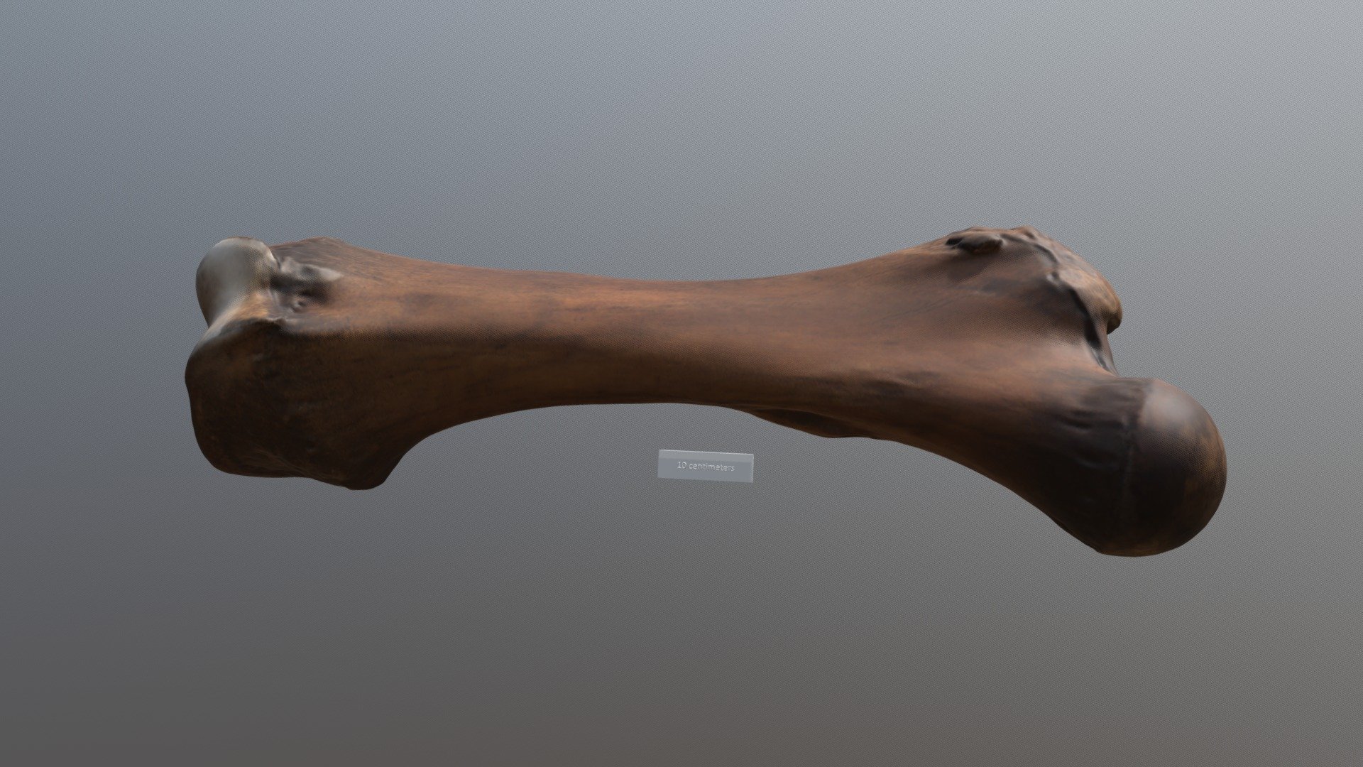 Temple Mastodon Right Femur (VCU_3D_3636) - Download Free 3D model by ...