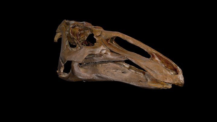Edmontosaurus 3D models - Sketchfab