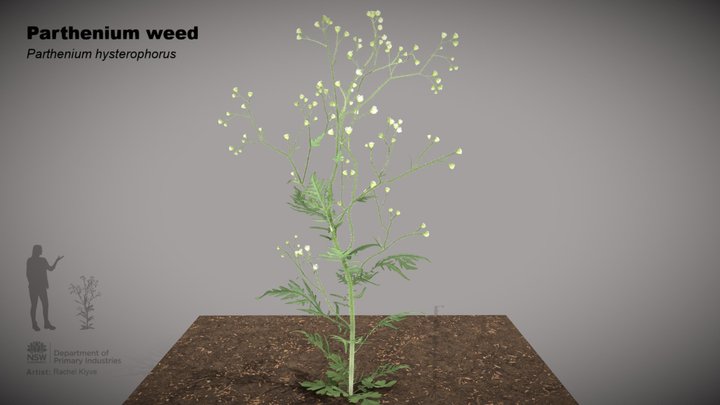 Parthenium 3D models - Sketchfab