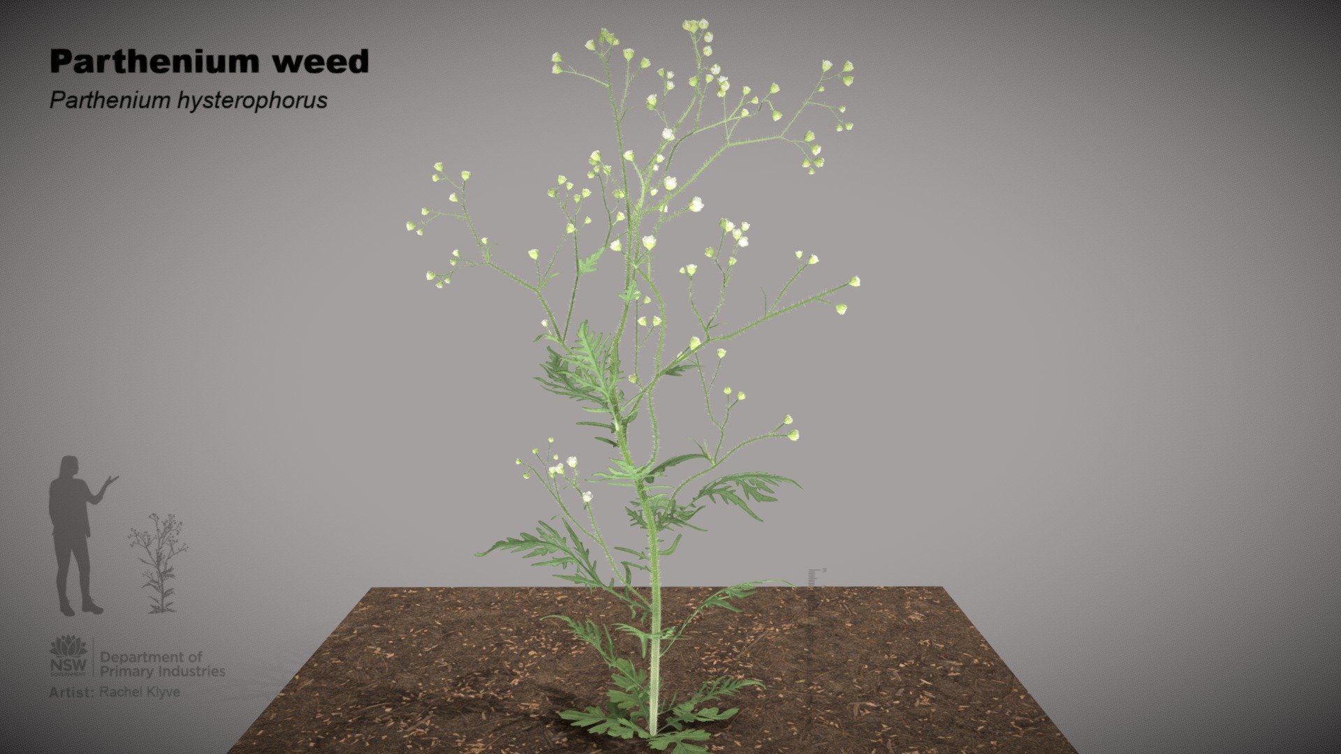 Parthenium weed (Parthenium hysterophorus) - 3D model by NSW DPIRD ...