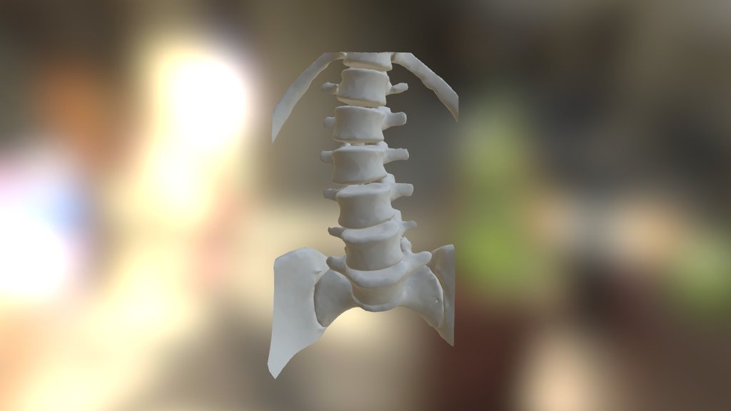 Lumbar Spine - sku 108 - 3D model by orto3d [20674f2] - Sketchfab