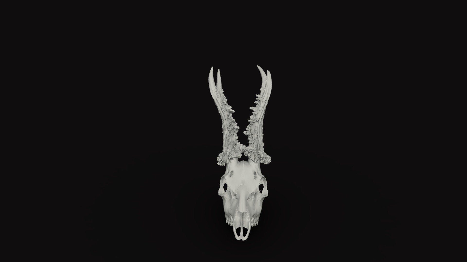 Capriolo - 3D model by vger3D [2069d1c] - Sketchfab