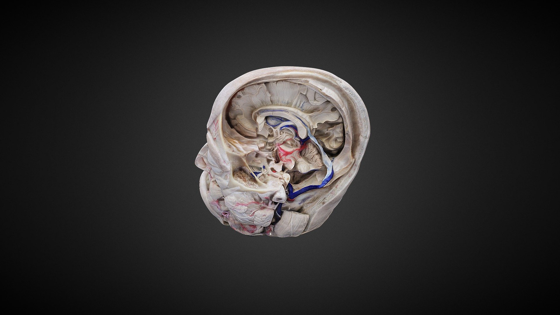 Hypothalamic nuclei - 3D model by vv (@verav) [206a060] - Sketchfab