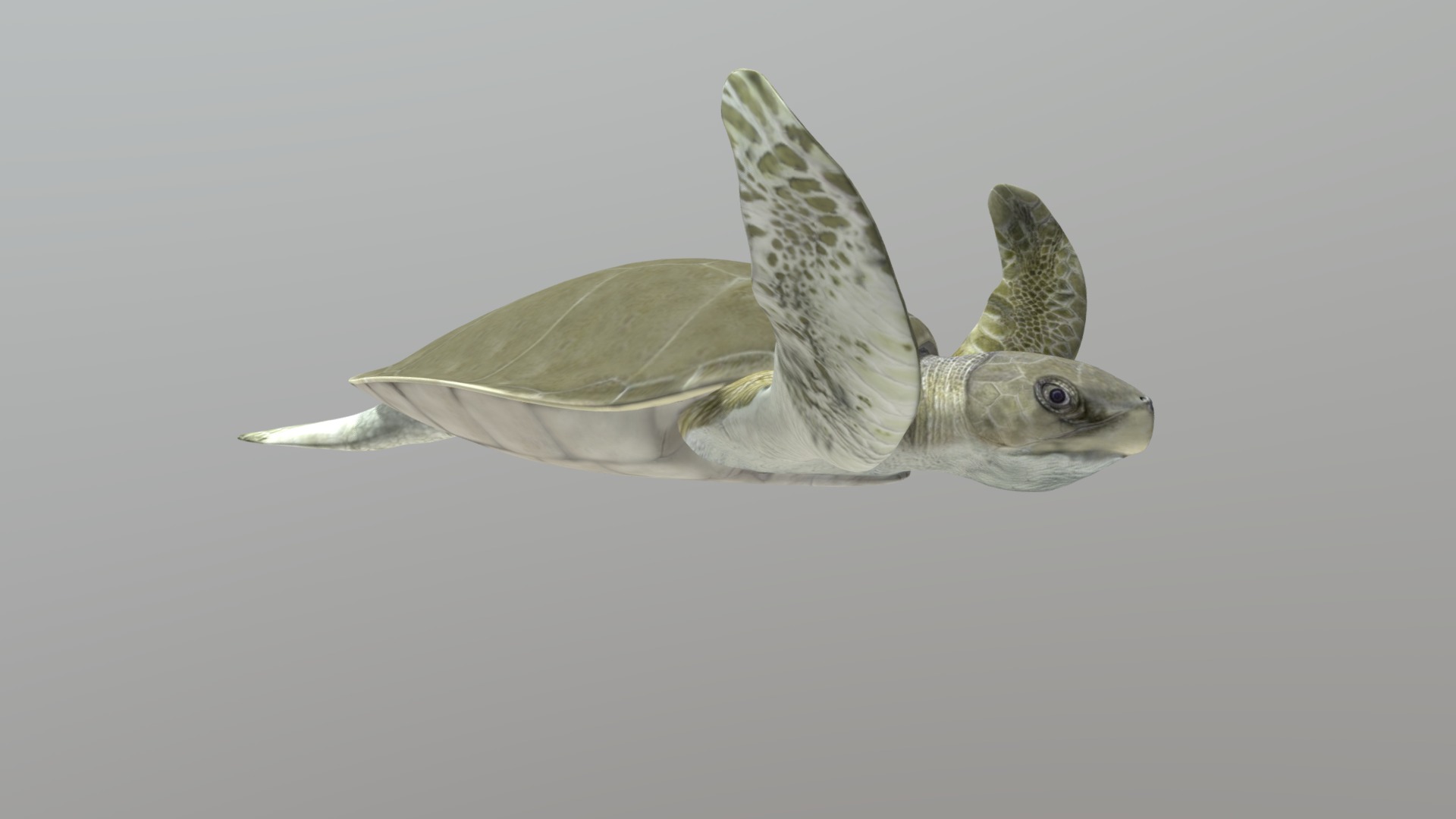 Flatback Turtle (Natator Depressus) - 3D model by Tjiayoung (@yoow26 ...