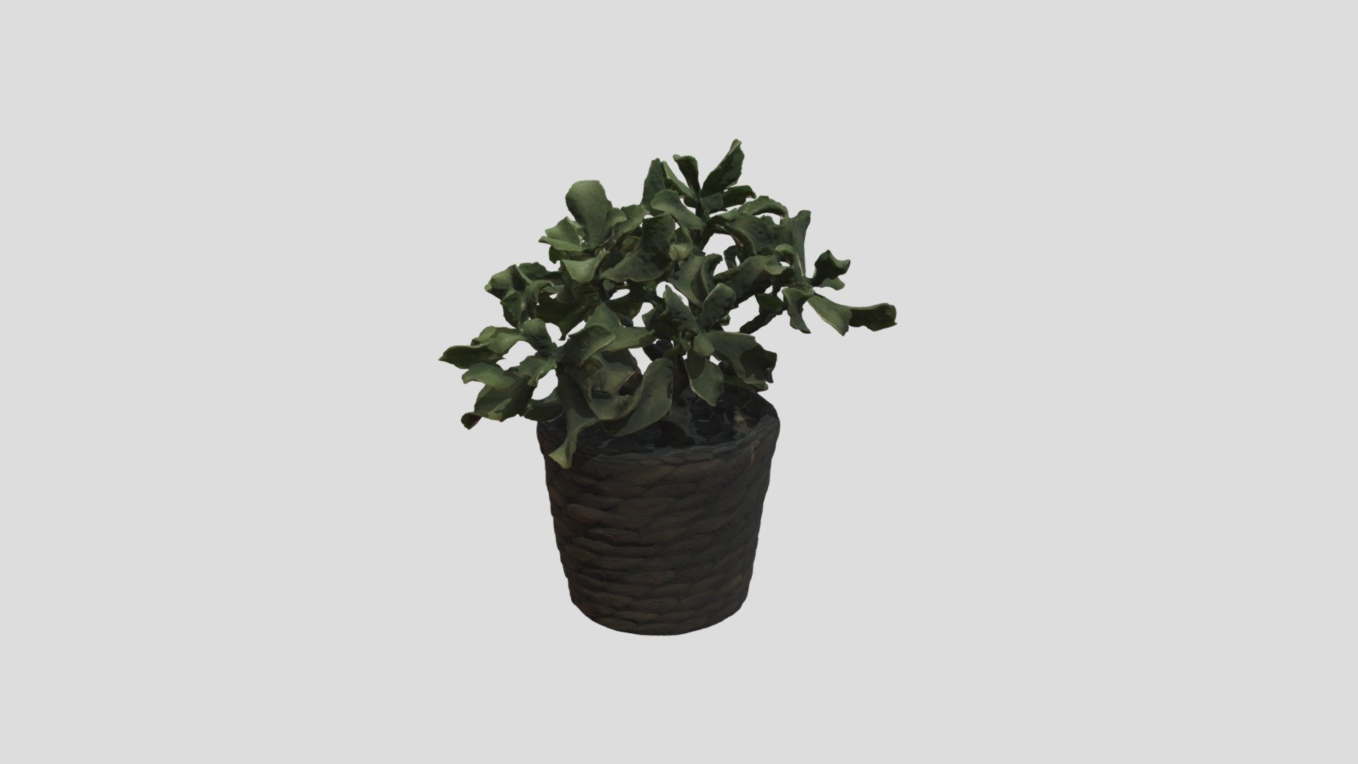 Plant Scan - Download Free 3D model by Mssbabou [206a8ae] - Sketchfab