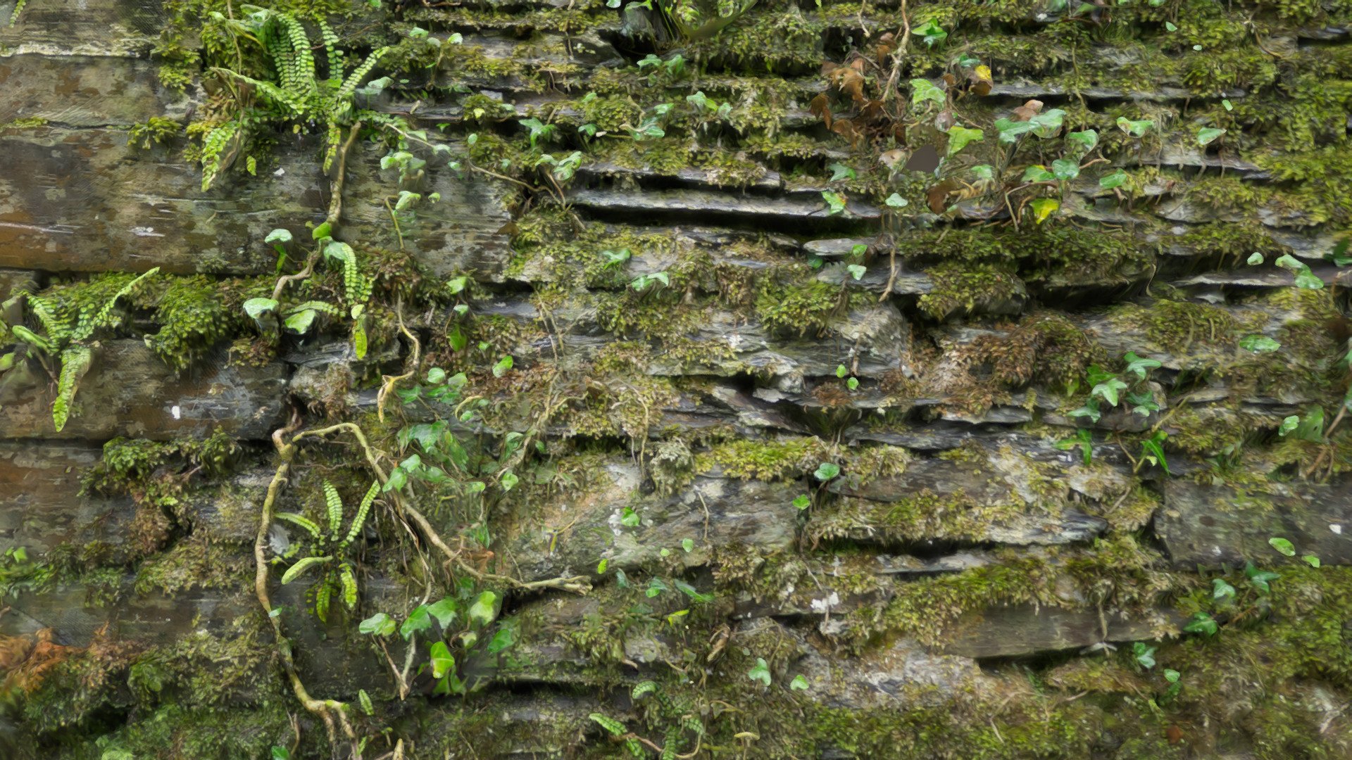 Overgrown Wall Scan - Download Free 3D model by CommonSpence [206df2c ...