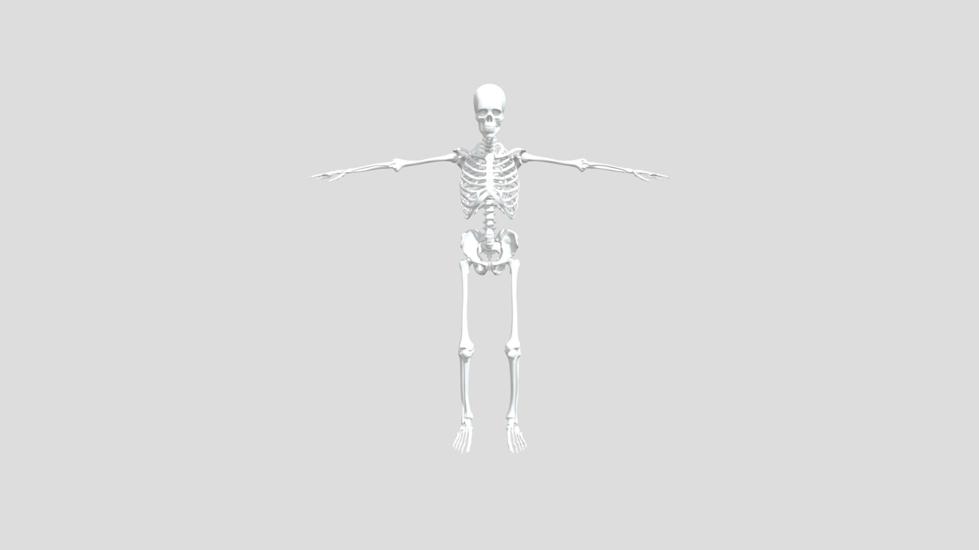 skeletal system - Download Free 3D model by KeSun [207026b] - Sketchfab