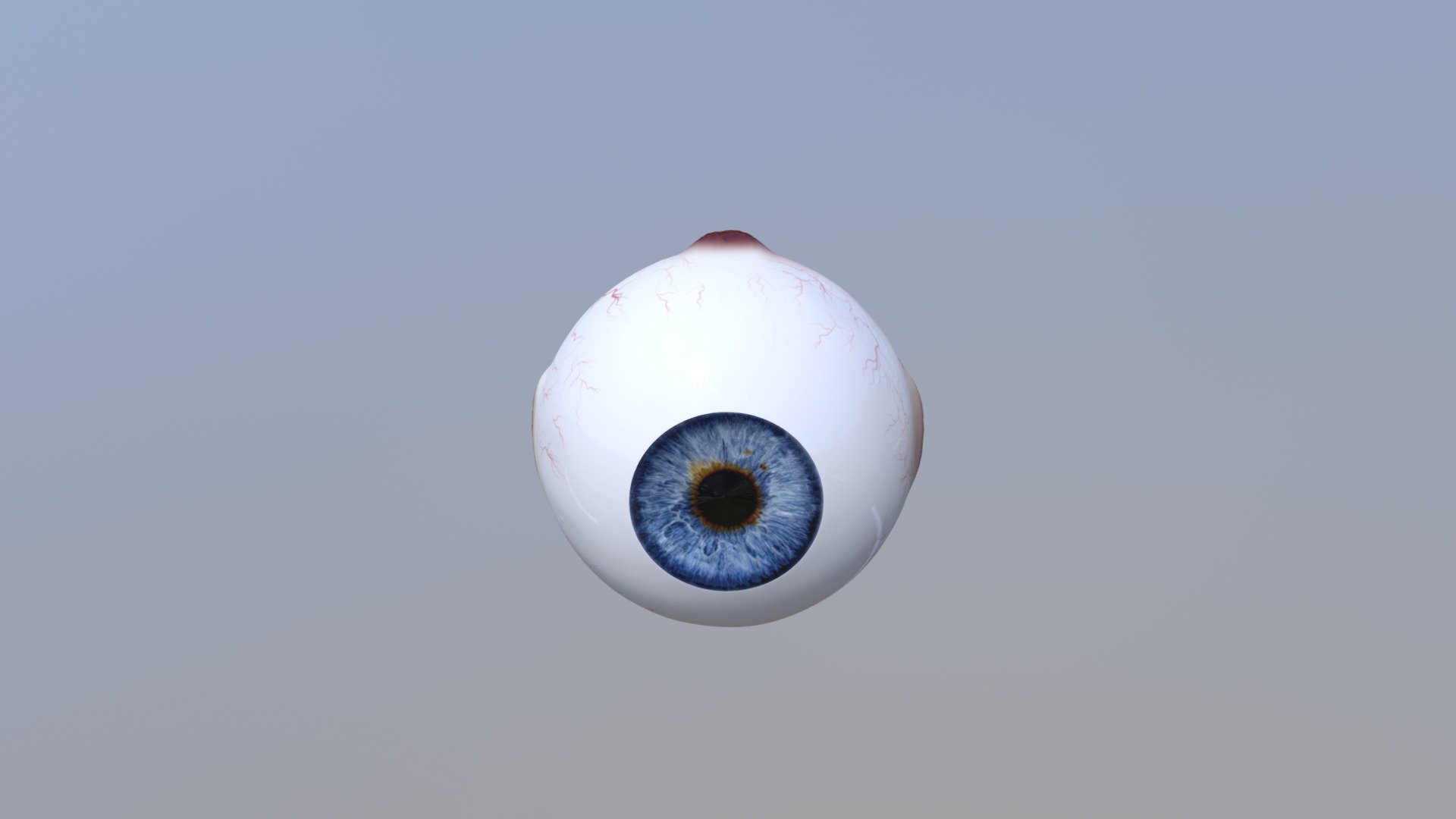 Human Eye - 3D model by jjn16009 [2071313] - Sketchfab