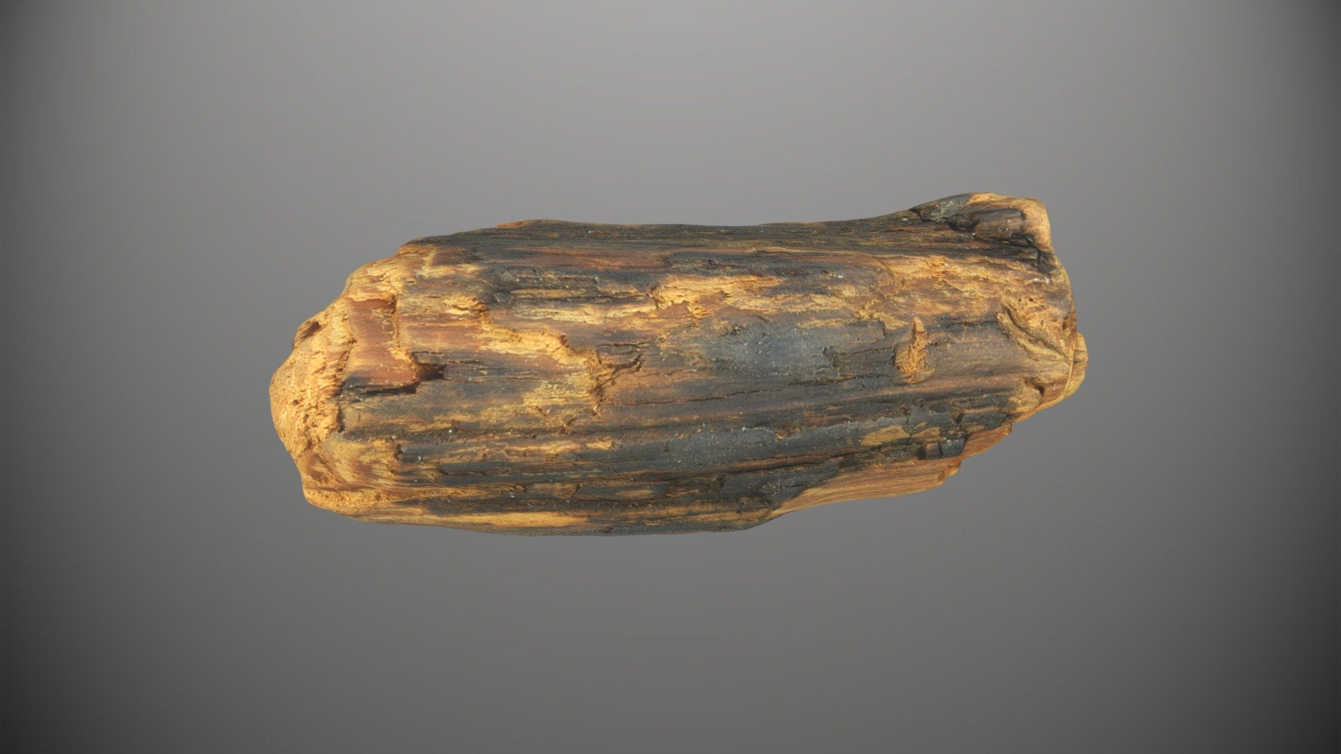 Submerged Prehistoric Pine - 3D model by The Mel Fisher Maritime Museum ...
