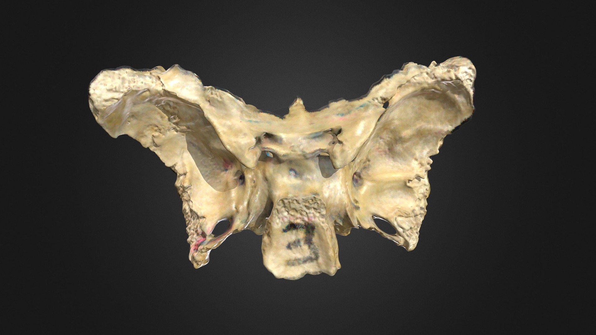 Sphenoid bone / Hueso Esfenoides - 3D model by Gonzalo Matzner ...