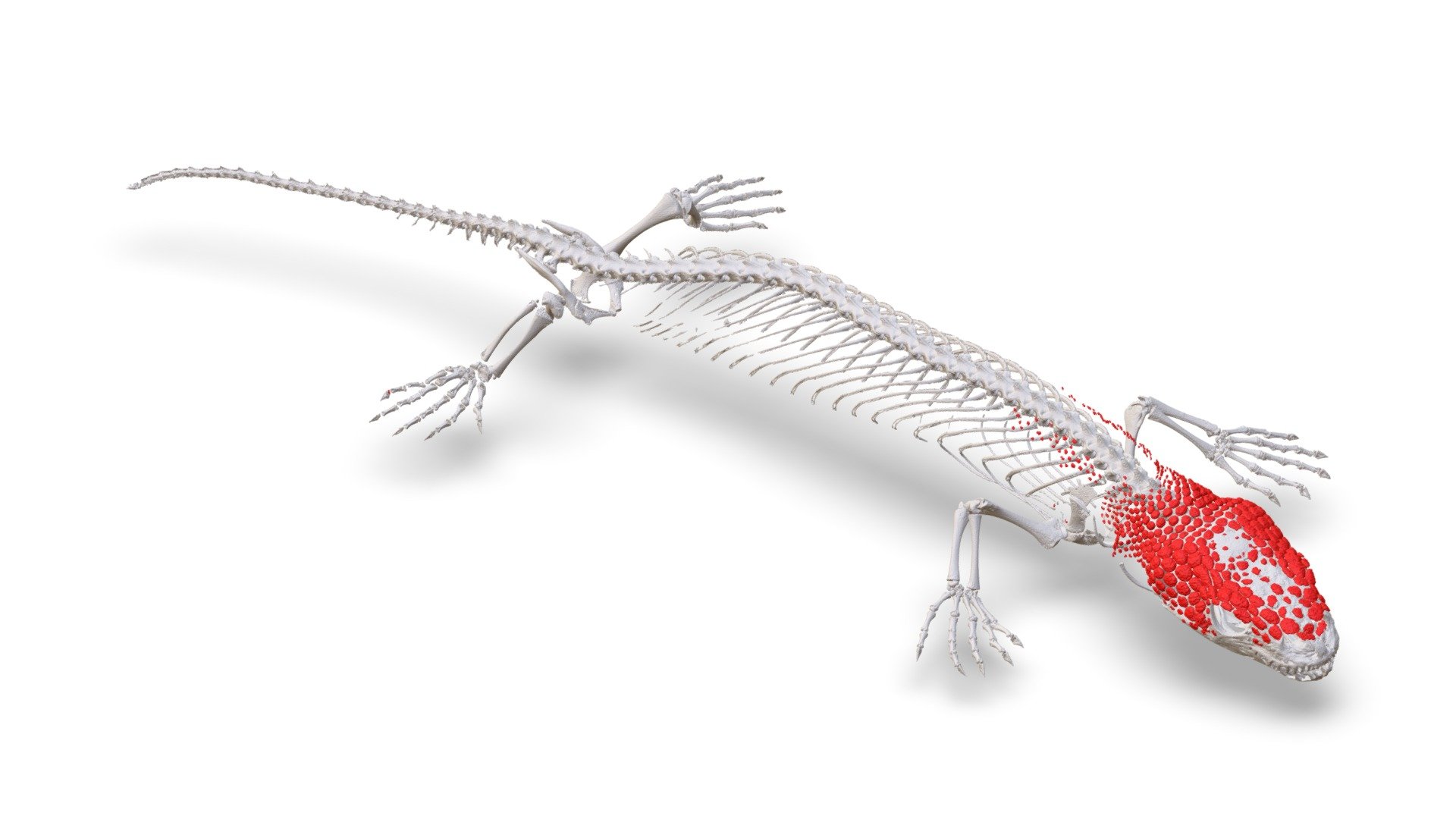Heloderma suspectum (MSB:Herp:39) - 3D model by Biodiversity [2075e3a ...