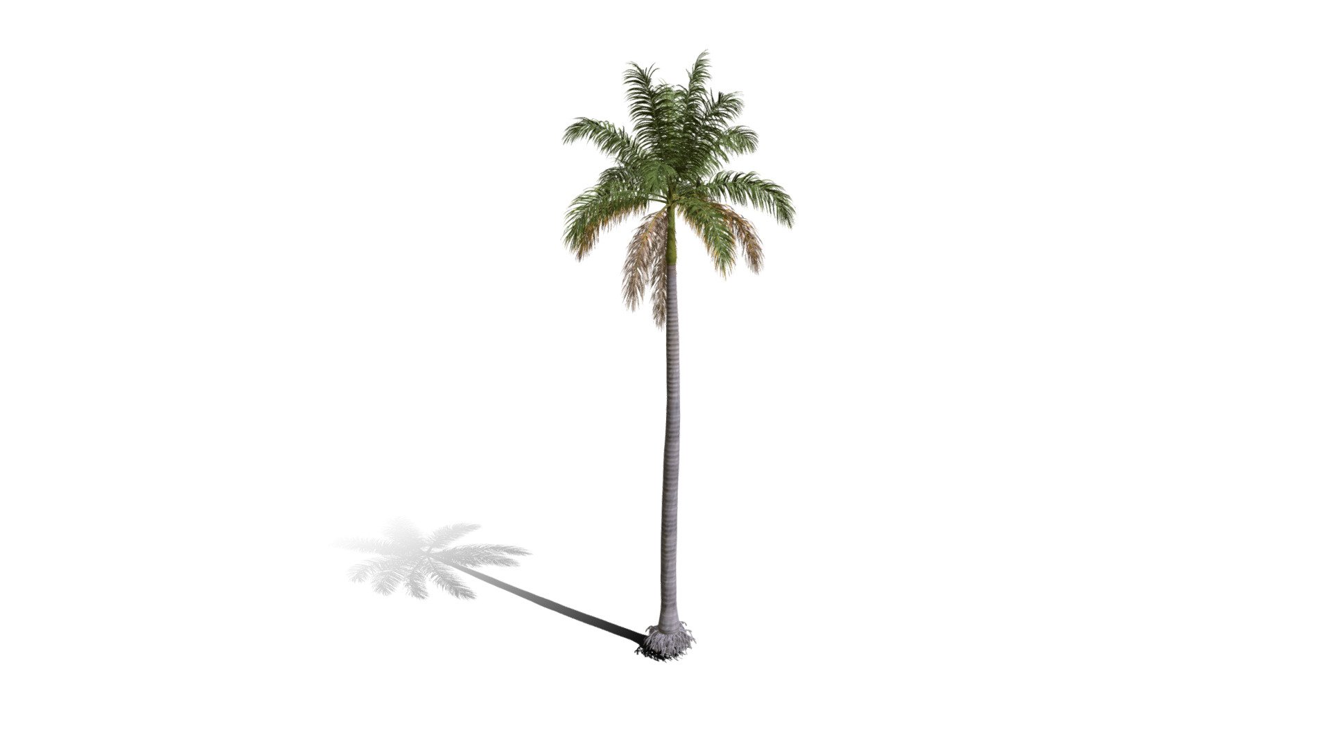 Realistic HD Royal palm (14/25) - Download Free 3D model by ...