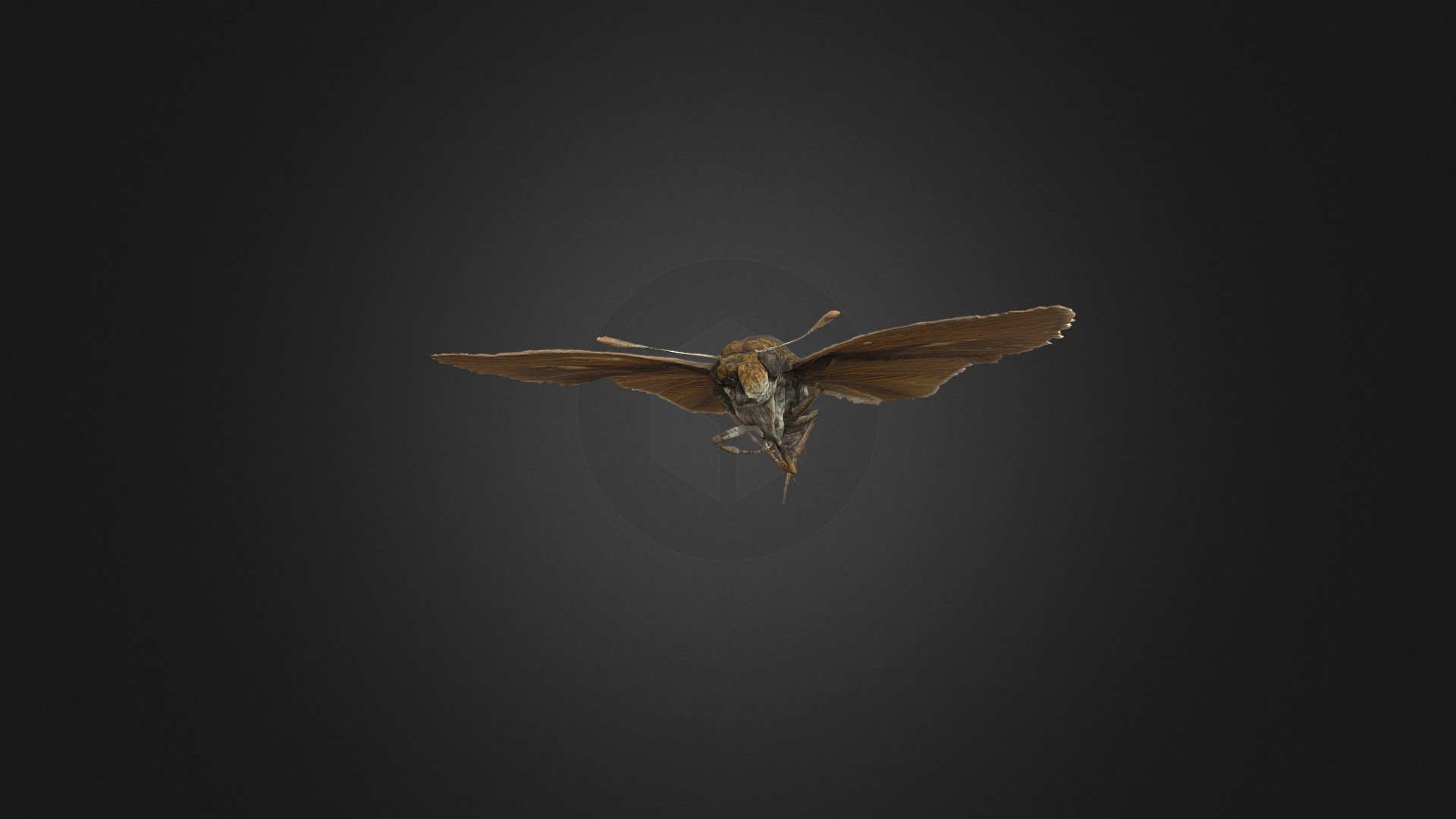 Two- Spotted Skipper Butterfly - Download Free 3D model by University ...