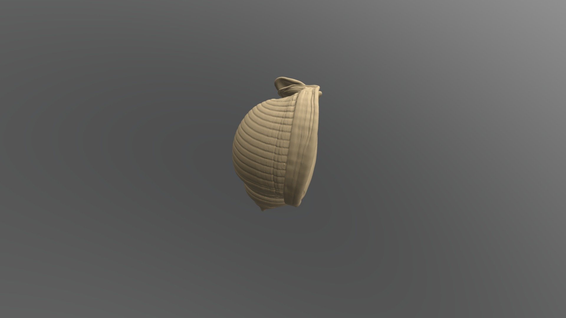 Shell Mesh - 3D model by or3d [207f50d] - Sketchfab