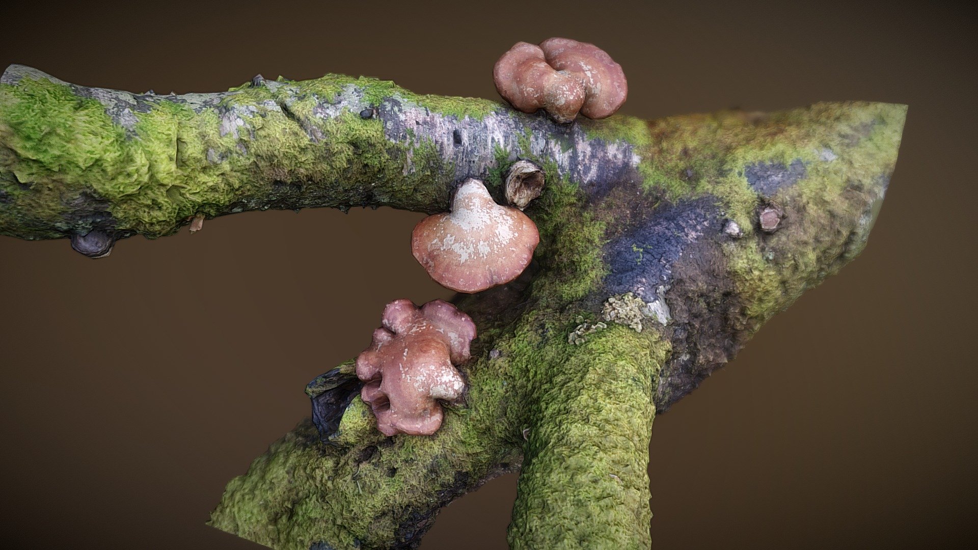 Tree fungus/mushroom - Buy Royalty Free 3D model by Al (@alrawlinson ...