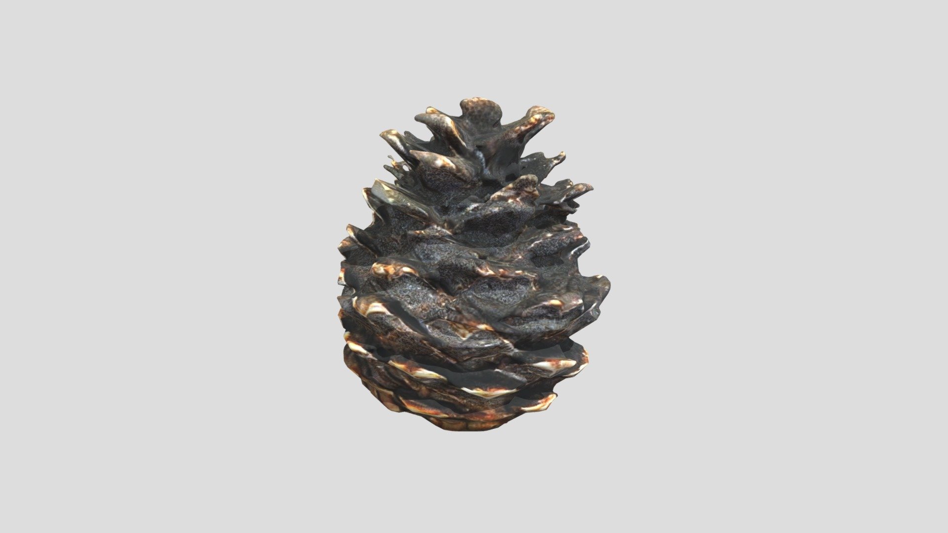 Pine Cone L - Download Free 3D model by stefanorivera [2087954] - Sketchfab