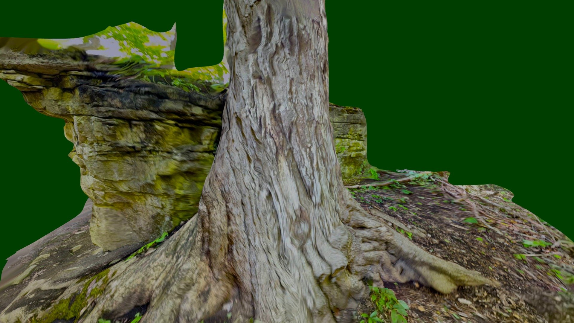 Tree and Rock in Dundas Valley - Download Free 3D model by Hamilton ...