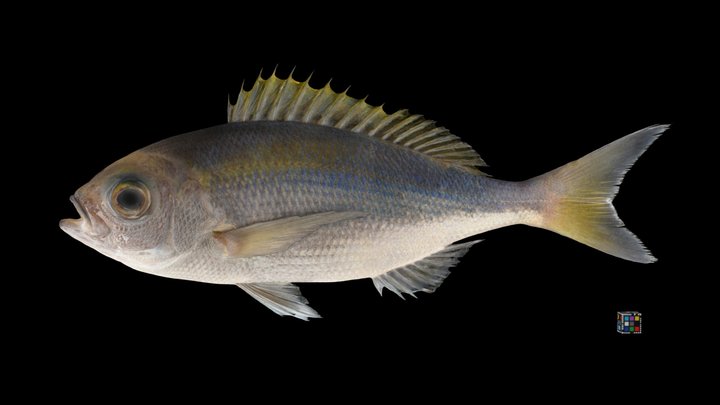Paracaesio 3D models - Sketchfab