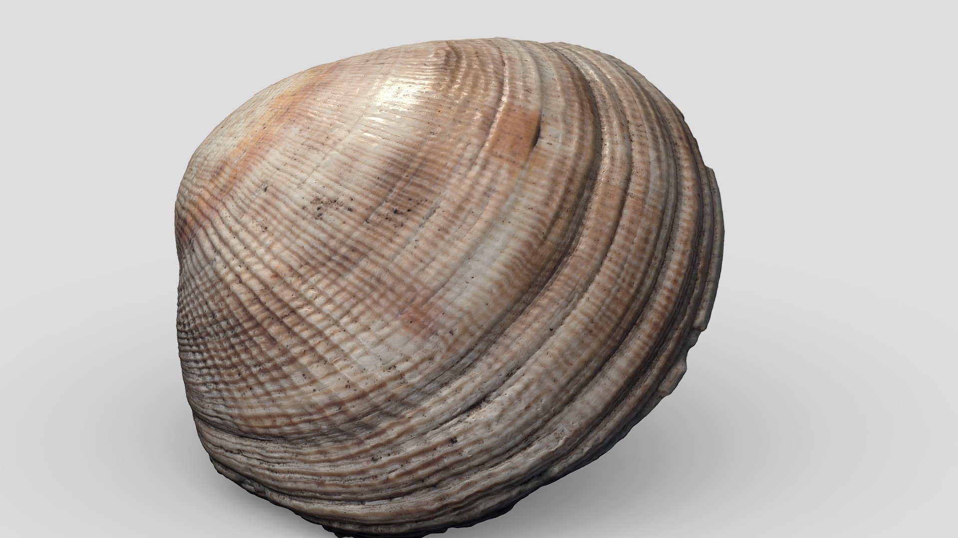Sea shell - 3D model by Yannoid (@y.decouessin) [2088787] - Sketchfab