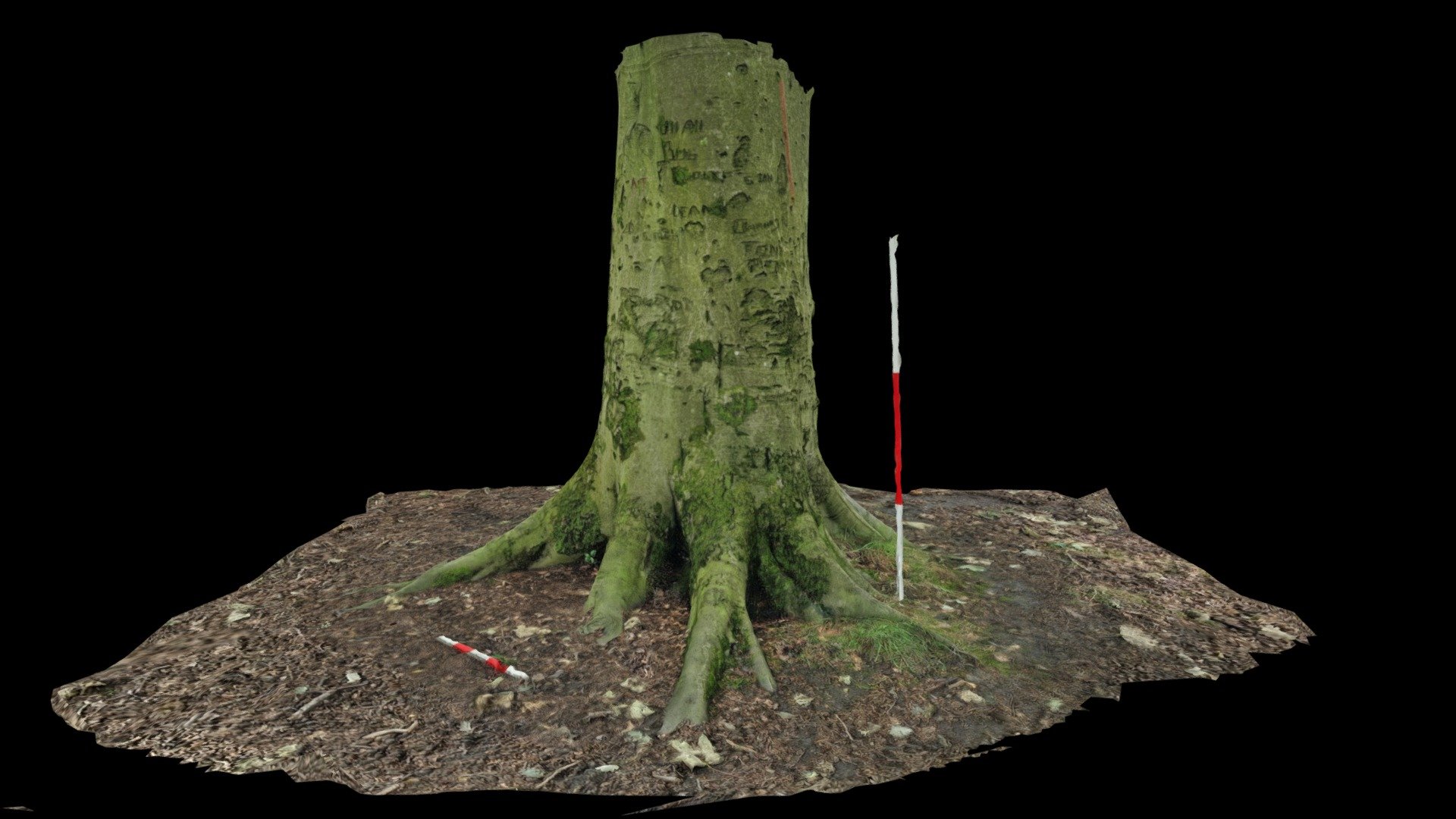Tree Graffiti in Graves Park - Download Free 3D model by Christopher ...