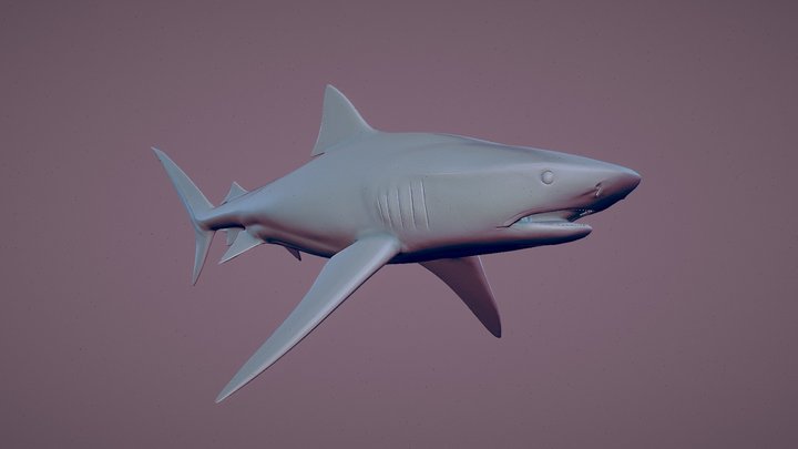 Tigershark 3D models - Sketchfab