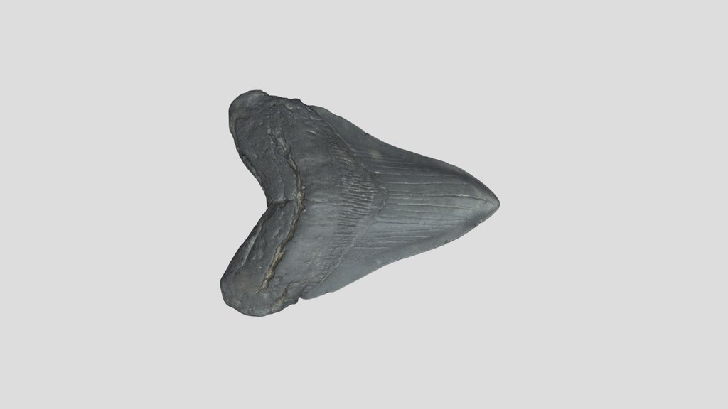 Fossils - A 3D model collection by LFelino - Sketchfab