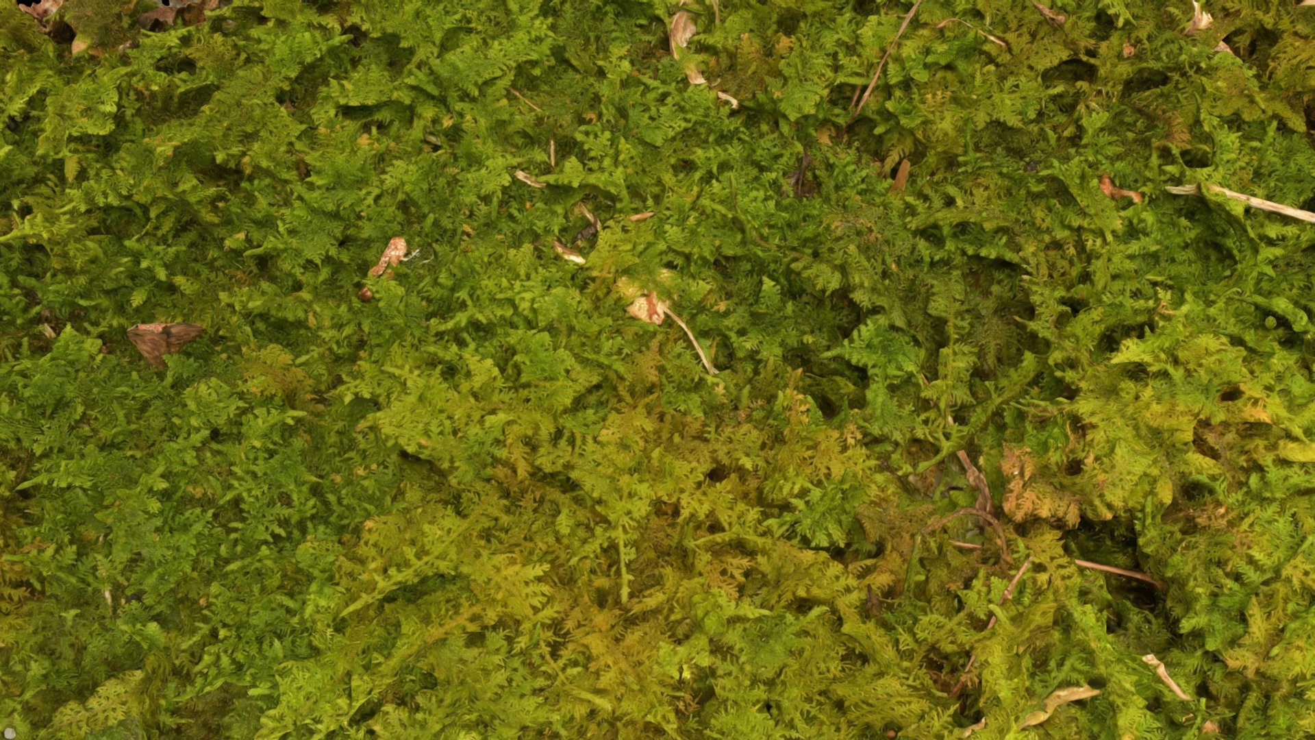 シノブゴケ類 Fern Moss, Thuidium sp. - Download Free 3D model by ffish.asia ...