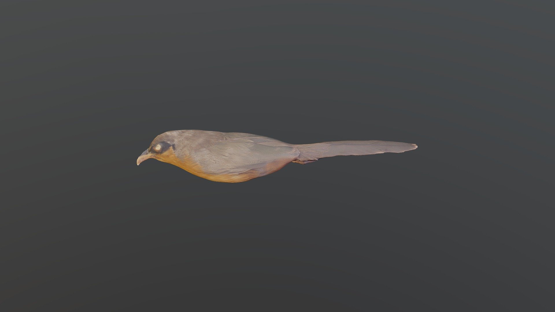 Lesser Ground-Cuckoo - Morococcyx erythropygus - Download Free 3D model ...