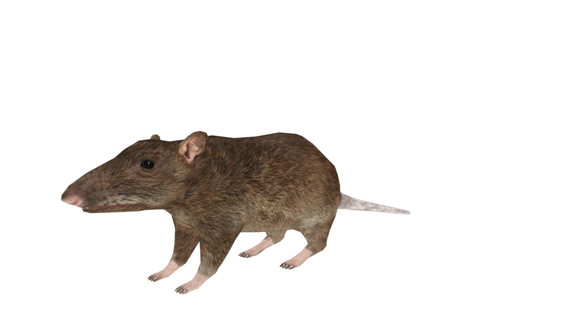 Rat - Buy Royalty Free 3D model by 3DRT.com [20acde5] - Sketchfab Store