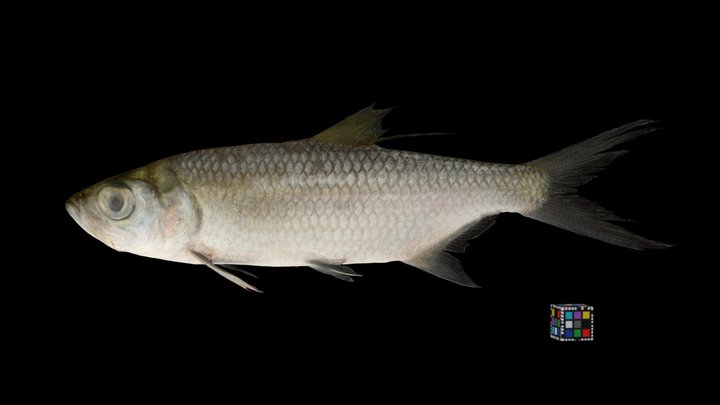 Tarpon 3D models - Sketchfab