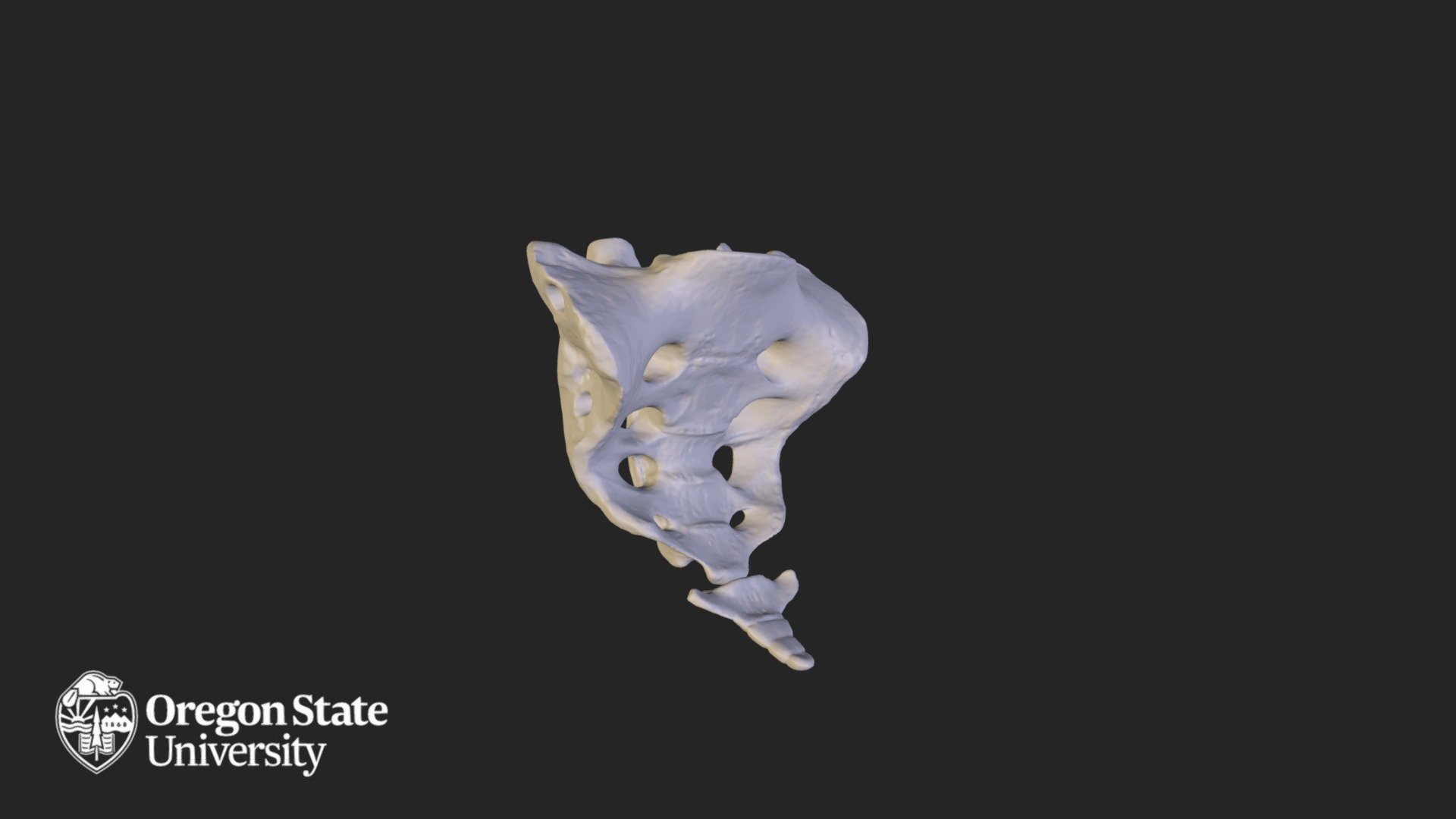 Sacrum - Download Free 3D model by Oregon State University | Ecampus ...