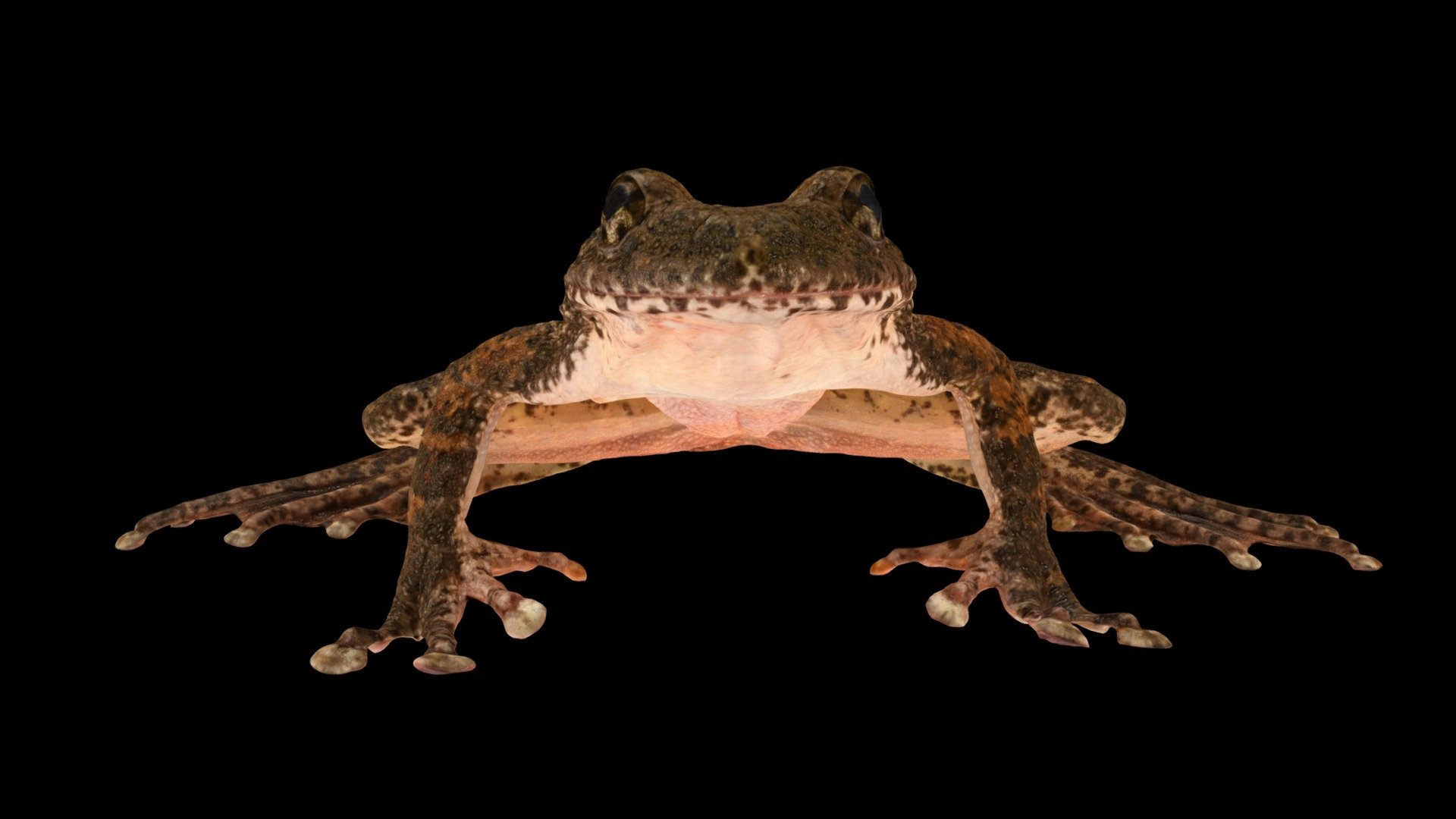 カジカガエル 🐸 ♀ Kajika Frog, Buergeria buergeri - 3D model by ffish.asia ...