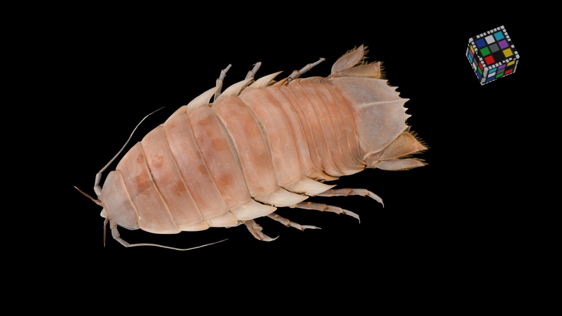 オオグソクムシ Giant Isopod, Bathynomus doederleinii - 3D model by ffish.asia ...